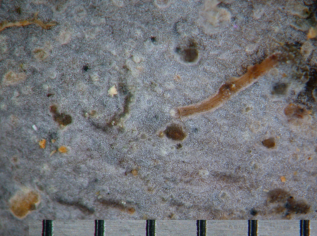 Hyphoderma from Watling Track, Port Hills on November 14, 2009 by Jerry ...