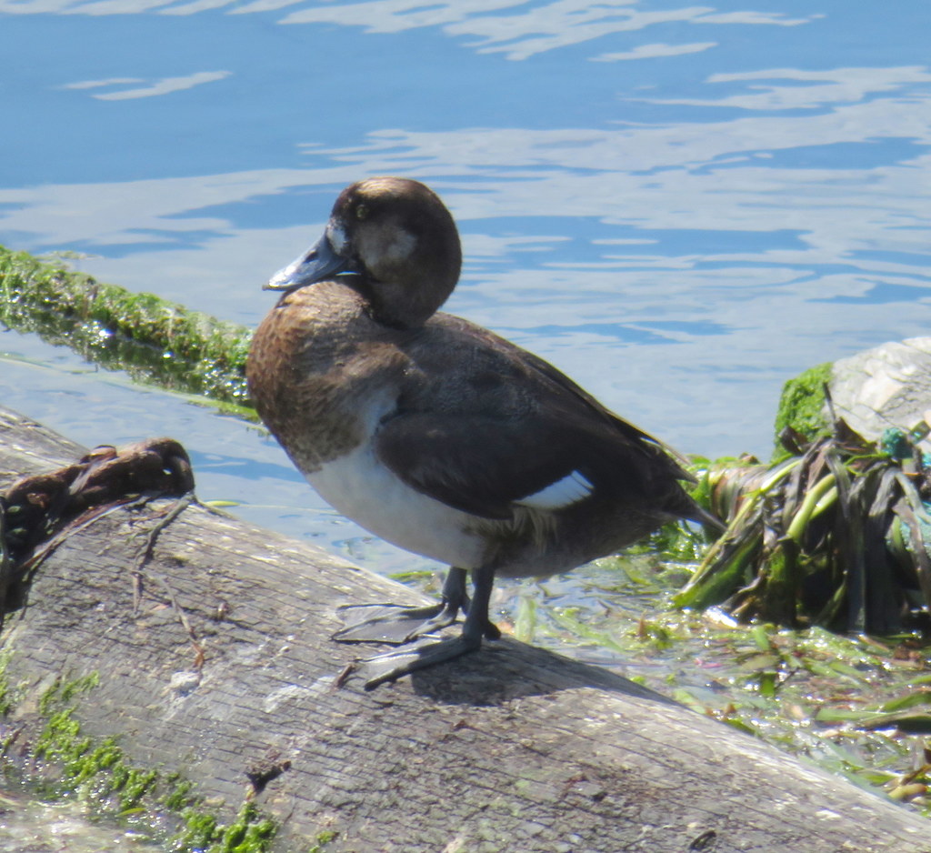 Greater Scaup from Blaine, WA, USA on June 3, 2021 at 11:35 AM by Andy ...