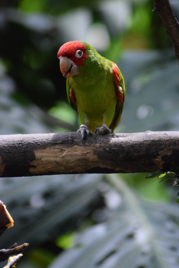 Loro de cara roja en junio de 2021 por David Foster · NaturaLista Colombia