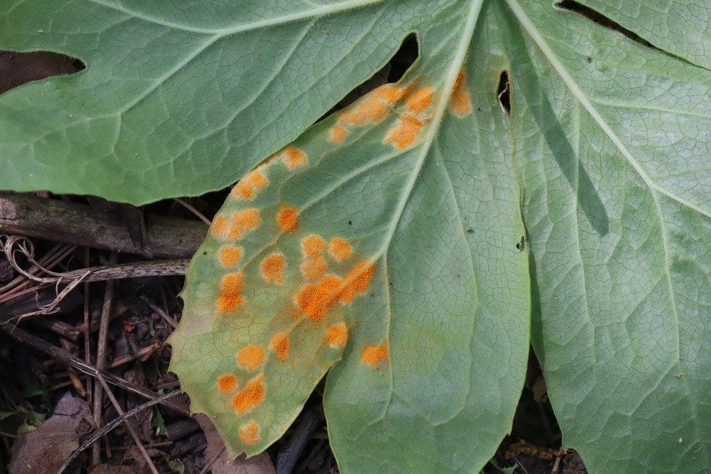 Mayapple Rust from 1331 Pinewood School Rd, Castleton, ON K0K 1M0 ...