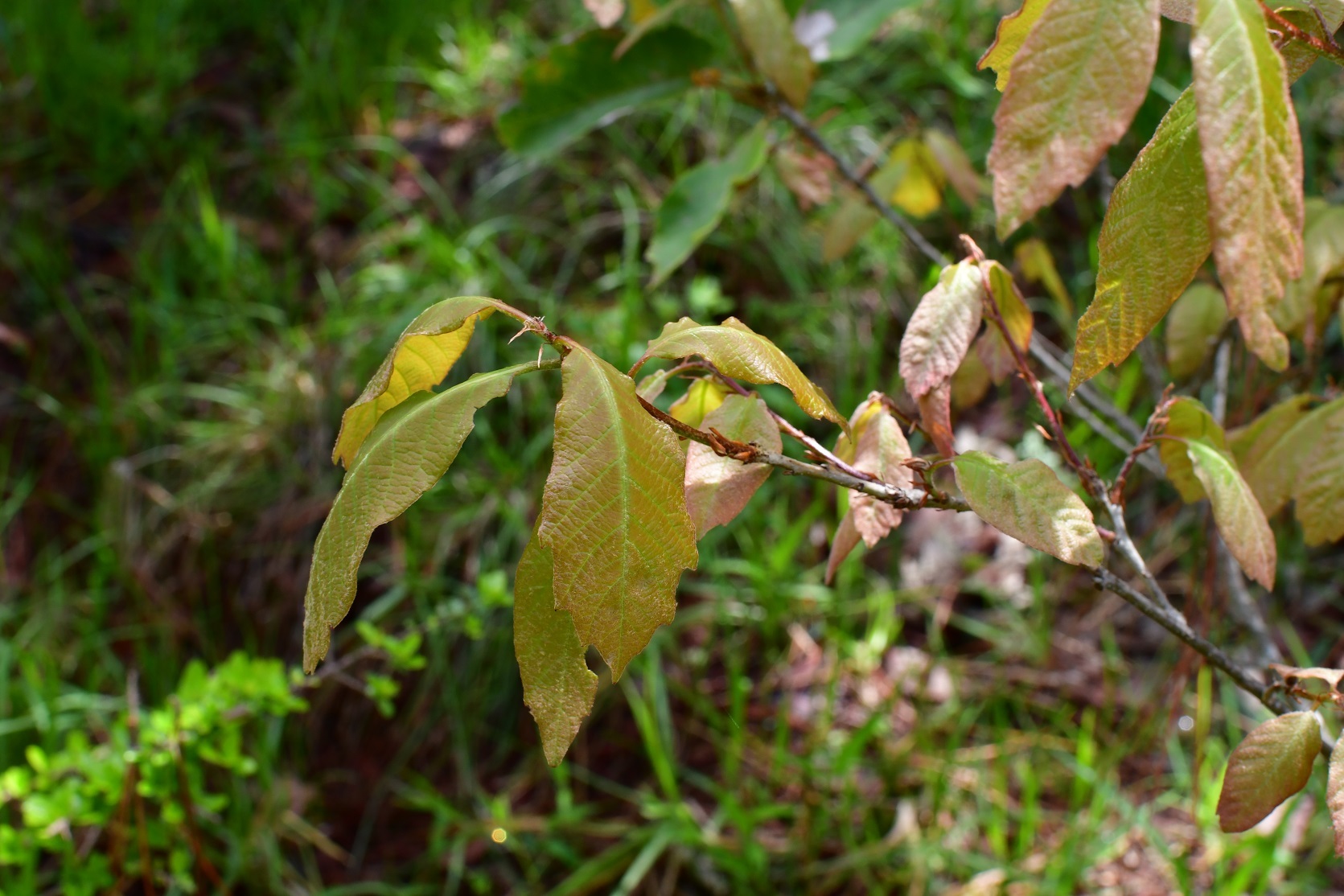Quercus polymorpha Schltdl. & Cham.