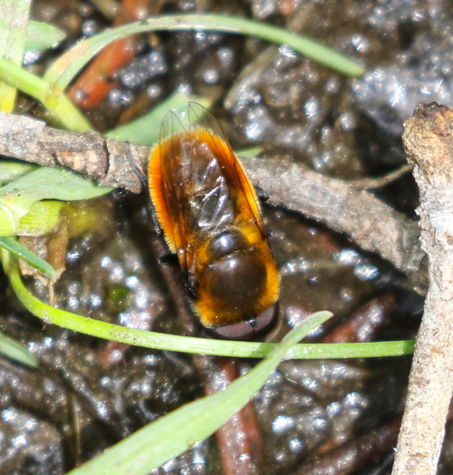 Fiery Pine Fly from Green Canyon, San Bernardino County, CA, USA on ...