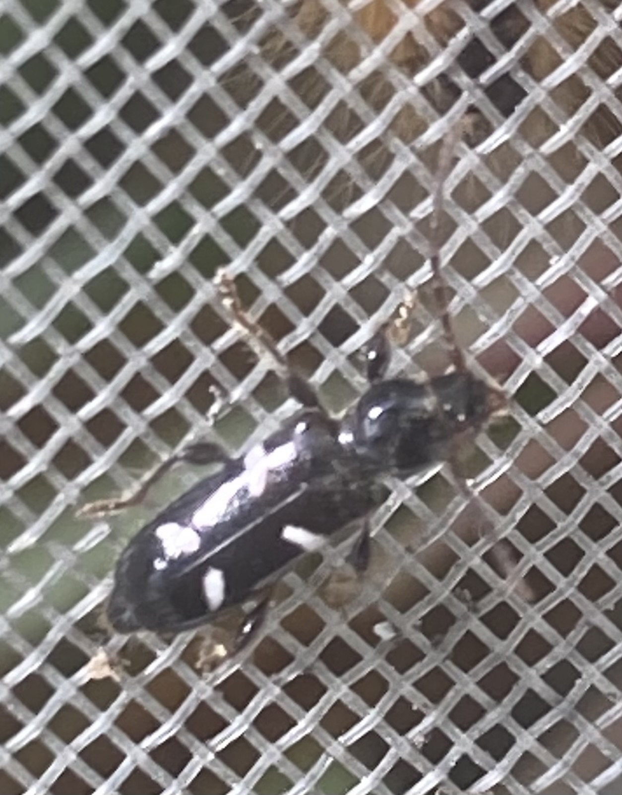 Phymatodes nitidus LeConte, 1874