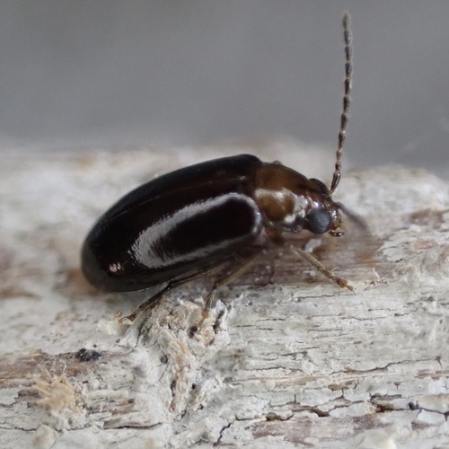 Corn Silk Beetle (Metrioidea brunnea) · iNaturalist