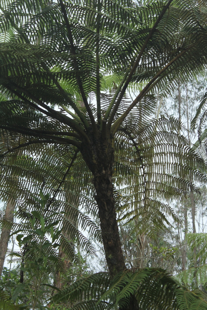 Cyathea conjugata from Arcabuco, Boyacá, Colombia on June 03, 2021 at ...