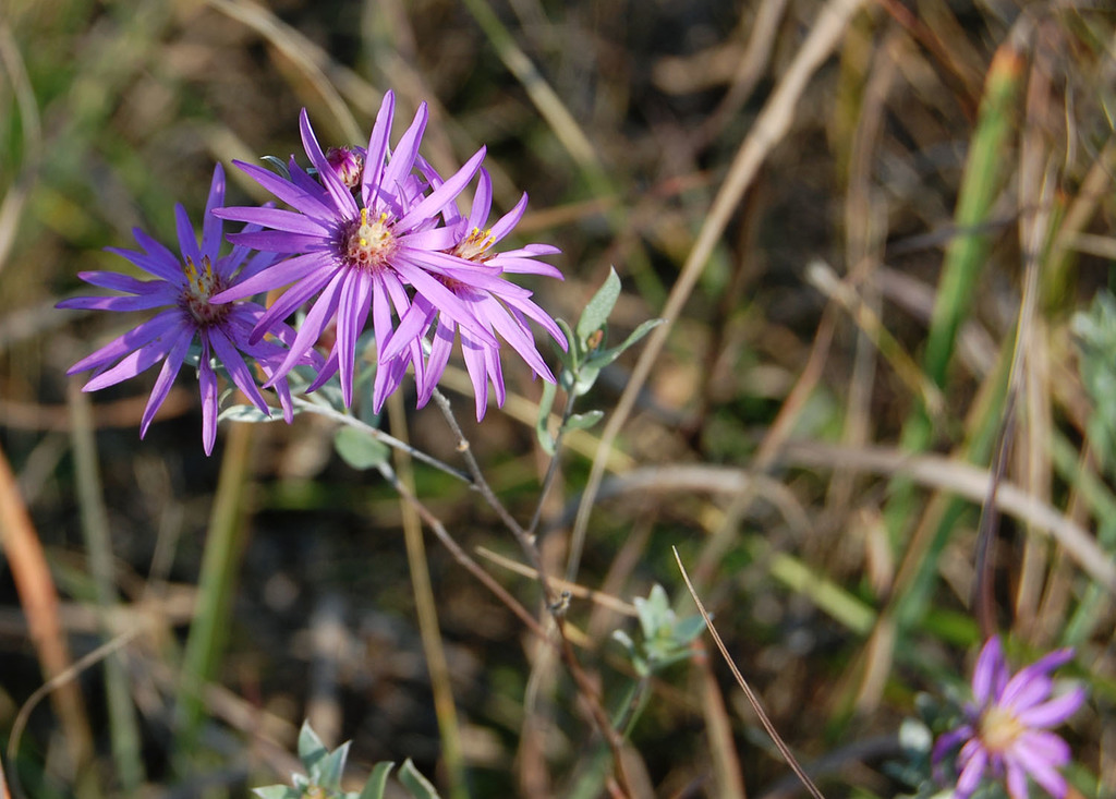 Aster sericeus (Riveredge Nature Center Plant Field Guide) · iNaturalist