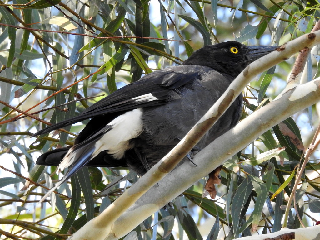 Pied Currawong from Trafalgar East VIC 3824, Australia on January 04 ...