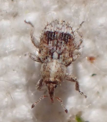 Sibinia transversa · iNaturalist