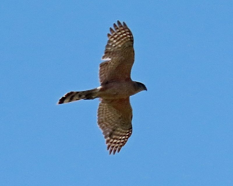 Cooper's Hawk from 1850 Riverside Dr, Glendale, CA 91201, USA on June 3 ...