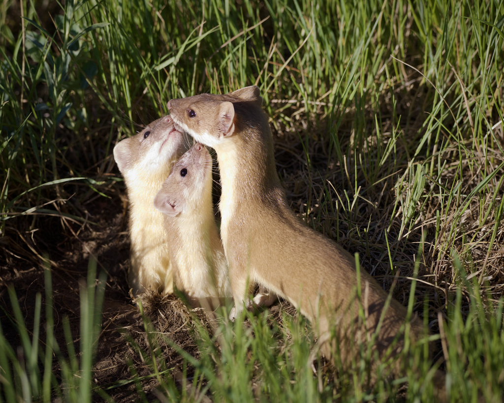 Long-tailed Weasel from South Lethbridge, Lethbridge, AB, Canada on ...
