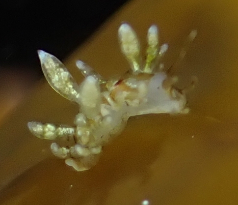 Eubranchus from San Diego, California, United States on May 26, 2021 at ...