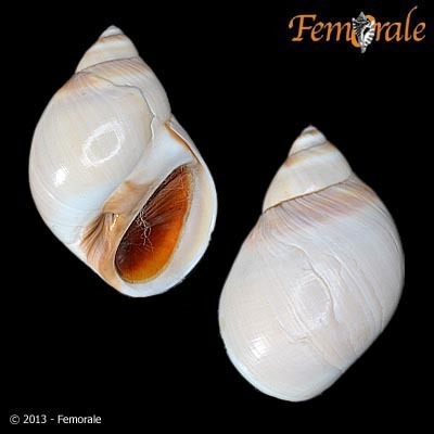 Conical Moon Snail (Polinices conicus) · iNaturalist