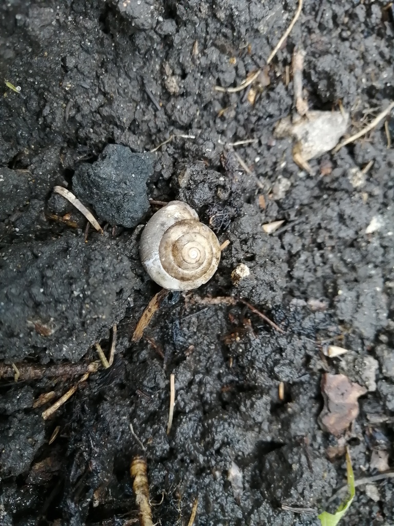 Common Land Snails and Slugs from Iskitimskiy rayon, Novosibirsk ...