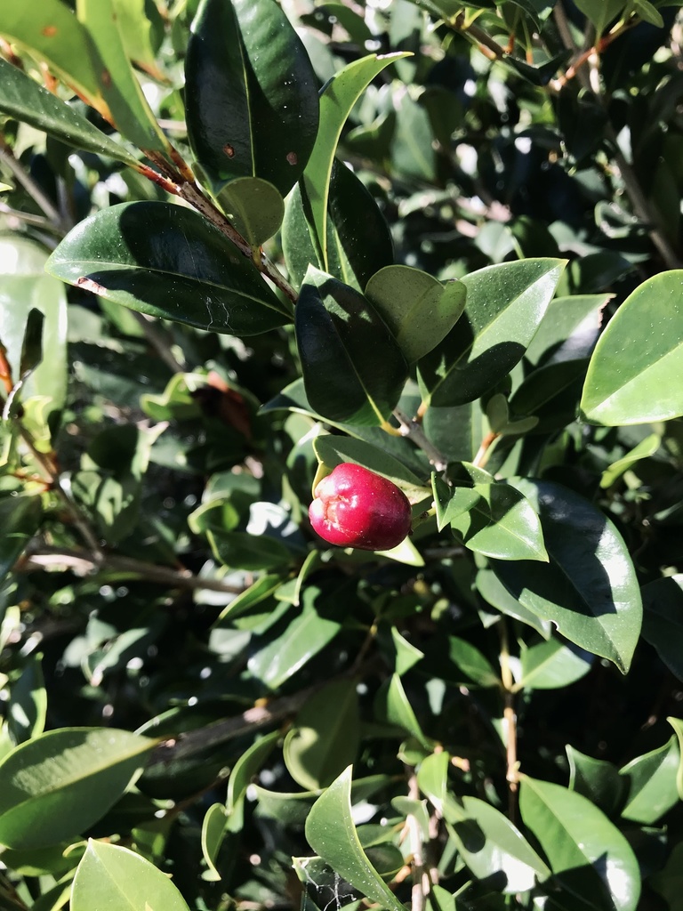 scrub cherry from Maroochy Hinterland, Verrierdale, QLD, AU on June 4 ...