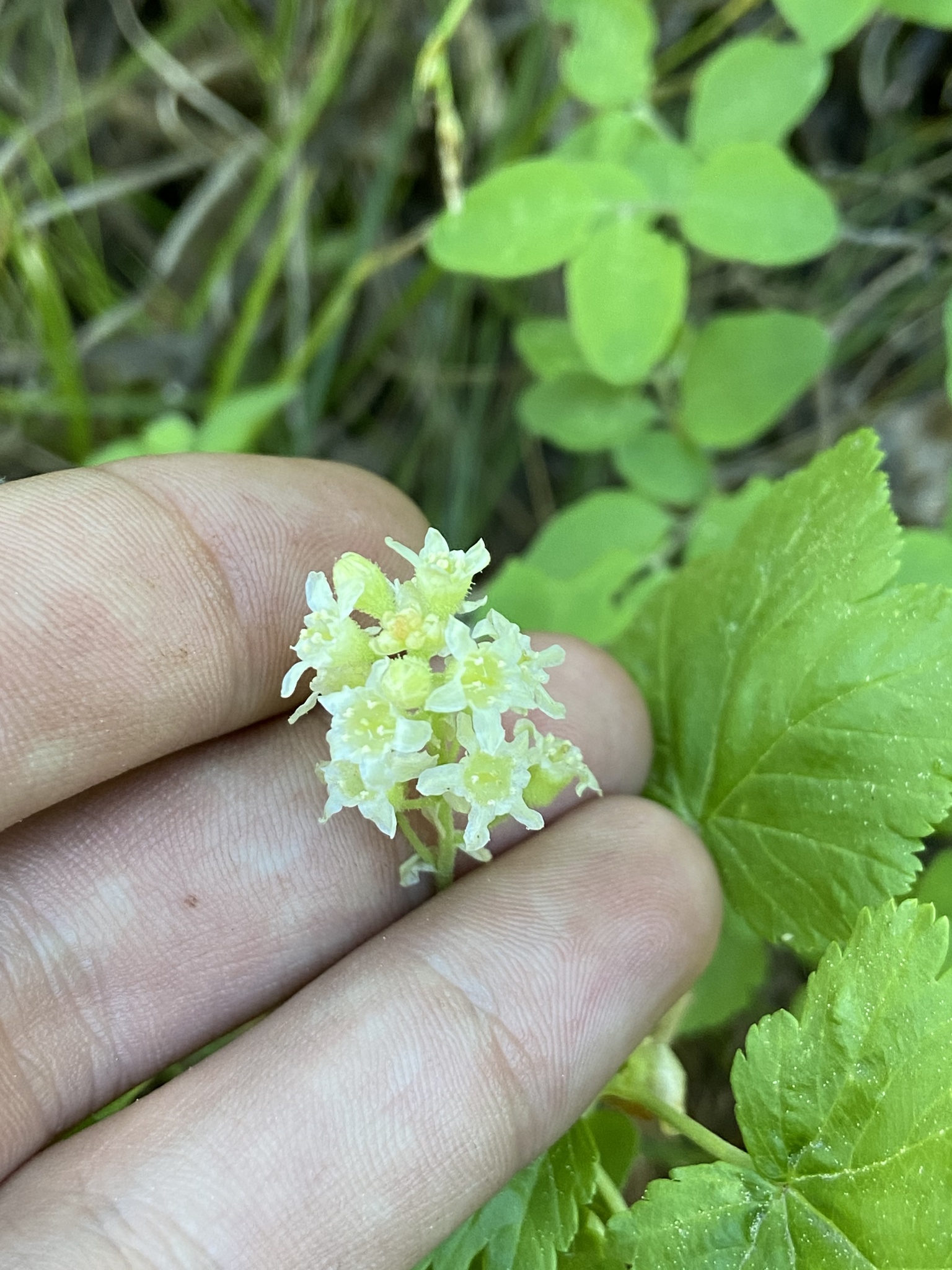 Ribes wolfii Rothr.