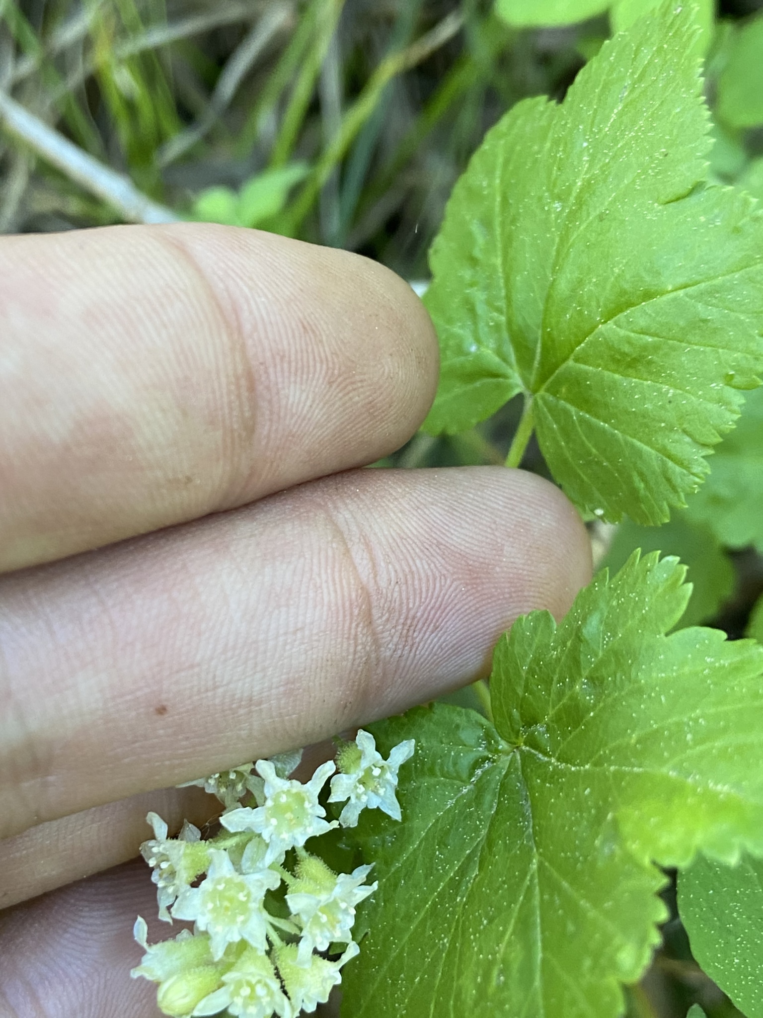 Ribes wolfii Rothr.