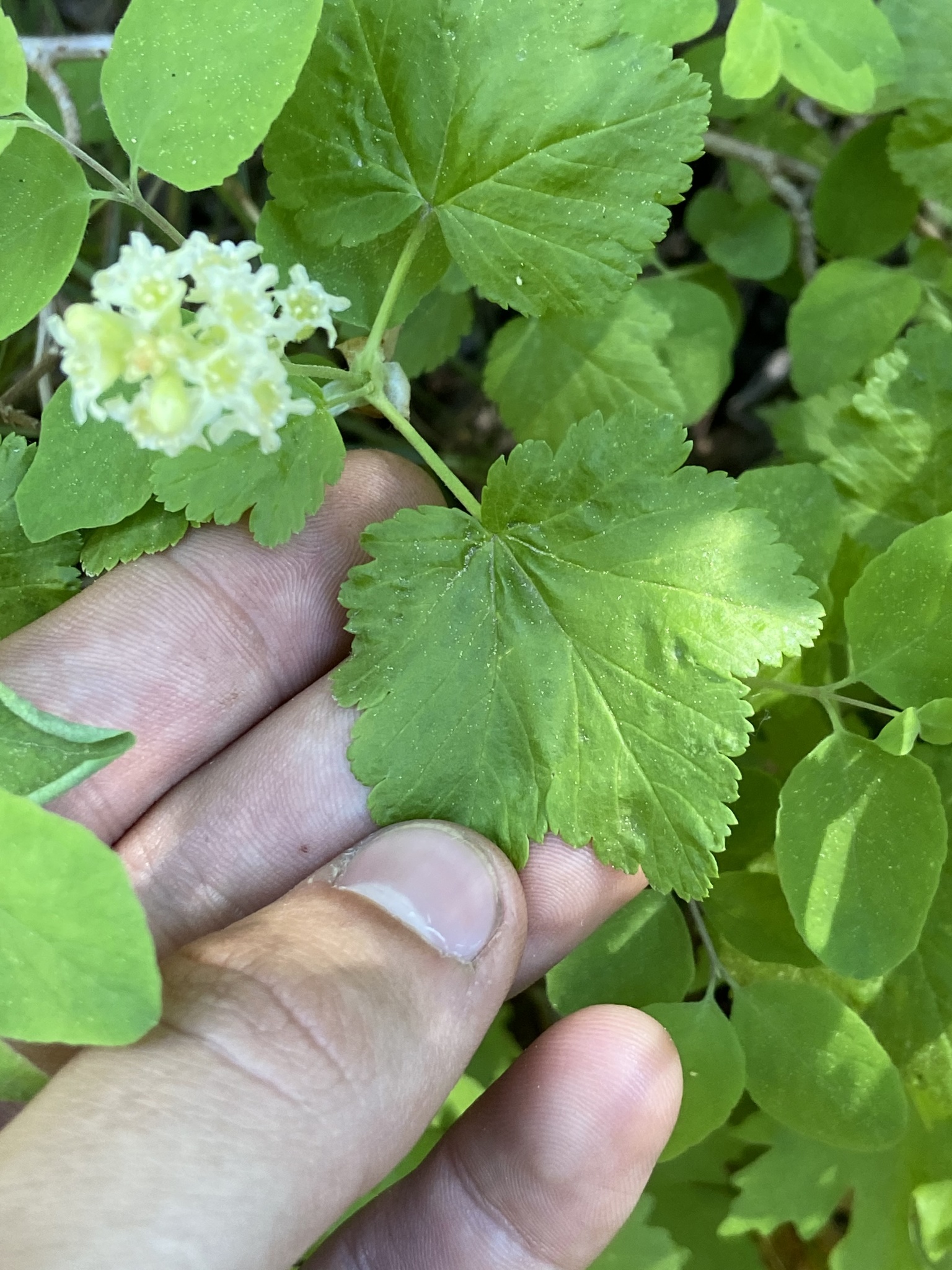 Ribes wolfii Rothr.