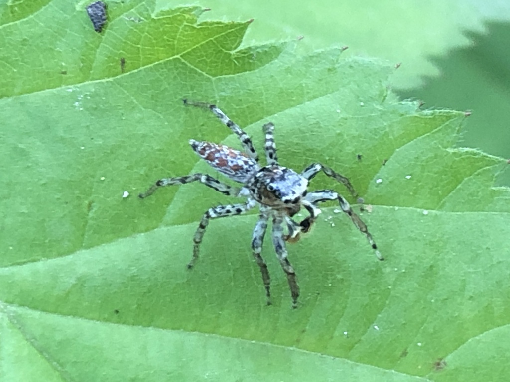 Dimorphic Jumping Spider from Gap Rd, Ochelata, OK, US on June 03, 2021 ...