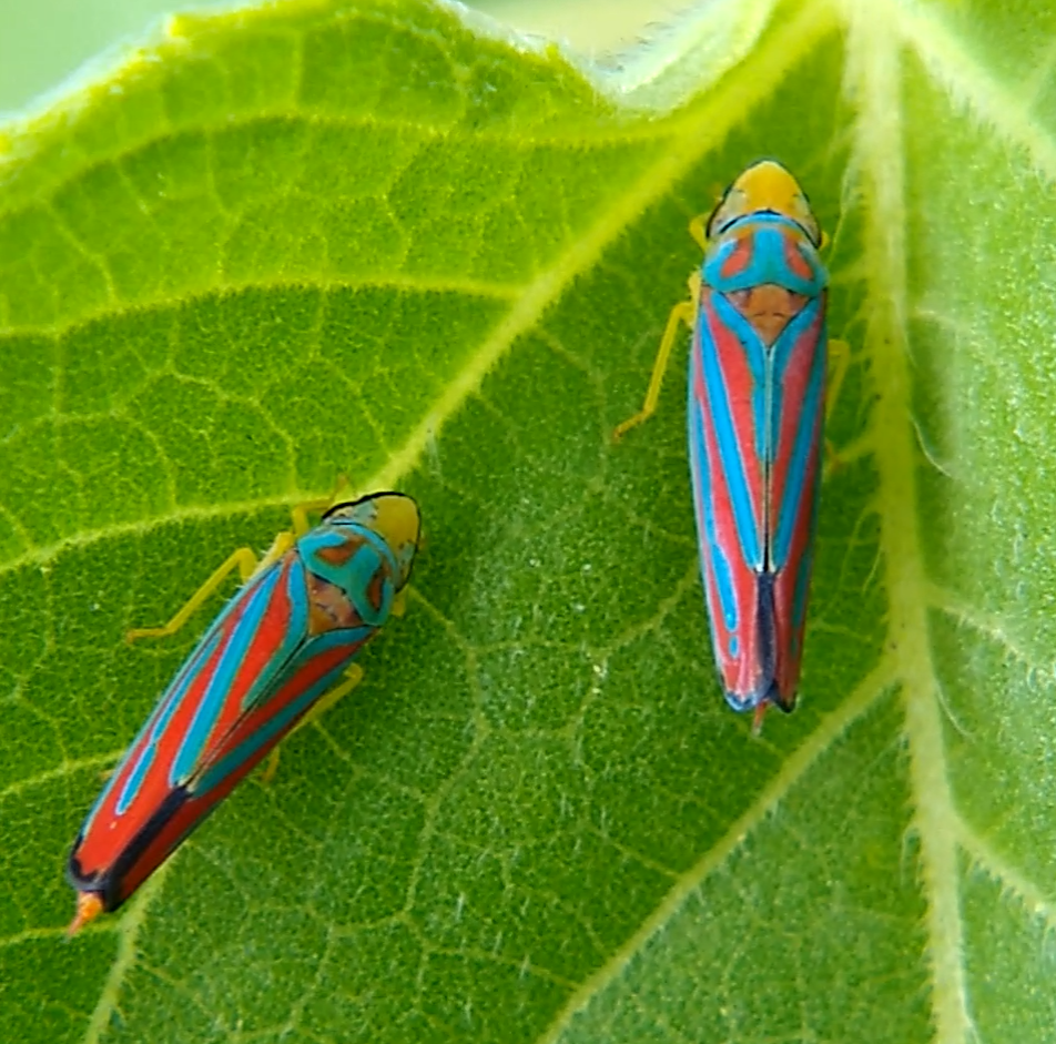 Red-banded Leafhopper in June 2020 by Joshua Campos. Field temperature ...