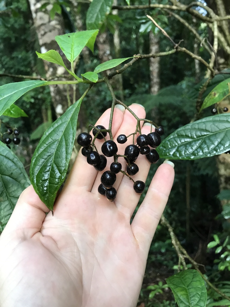 Native Hydrangea from Eungella, Mackay - Pt B, AU-QL, AU on June 4 ...
