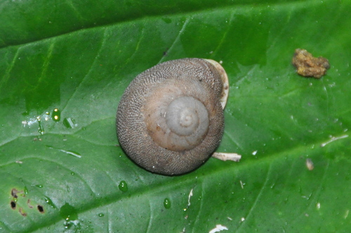 género Granodomus · NaturaLista Colombia