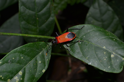 Dindymus fecialis · iNaturalist