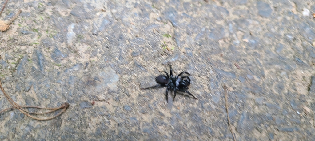 Black Purseweb Spider from North Potomac on June 3, 2021 at 12:33 PM by ...