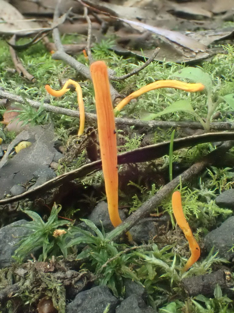 Handsome Club from Scenic Track Balook VIC 3971, Australia on June 03 ...