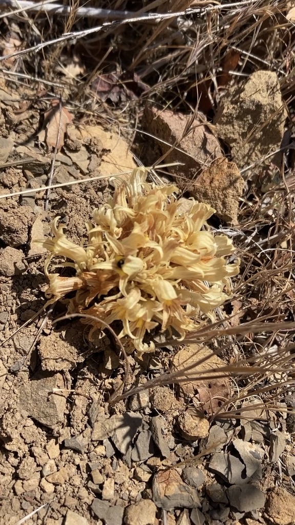 California Broomrape from Los Padres National Forest, Santa Barbara, CA ...