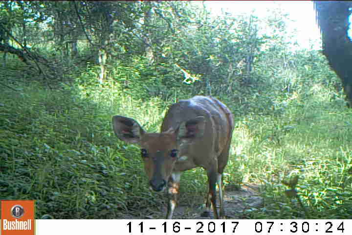 Southern Bushbuck from Balungi on November 16, 2017 by Tim Collins ...