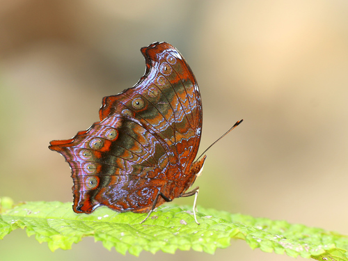 Myanmarese Wizard (Subspecies Rhinopalpa polynice birmana) · iNaturalist