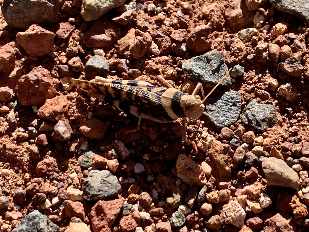 Stropis from Kumarina, WA, AU on June 4, 2021 at 02:10 PM by glyall ...