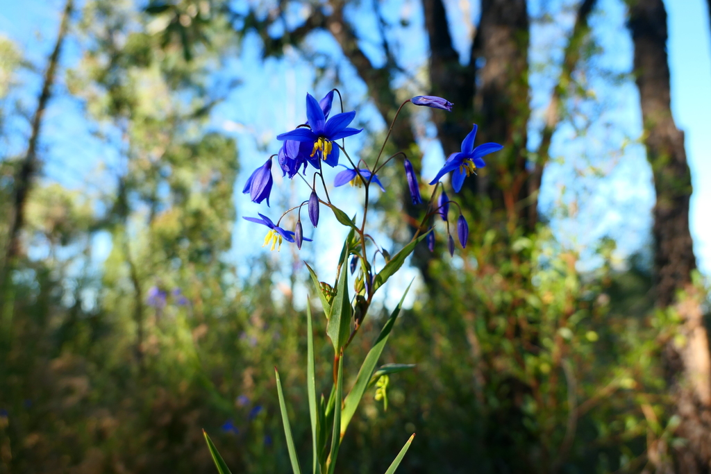 nodding blue lily from Dandry NSW 2357, Australia on May 27, 2021 at 04 ...