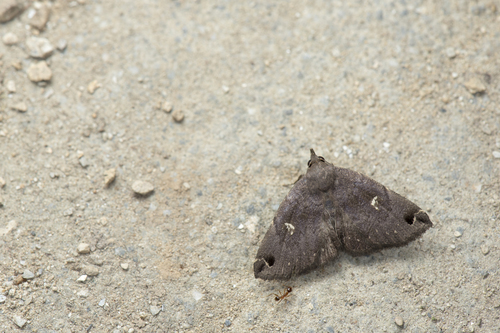 Bertula albipunctata · iNaturalist