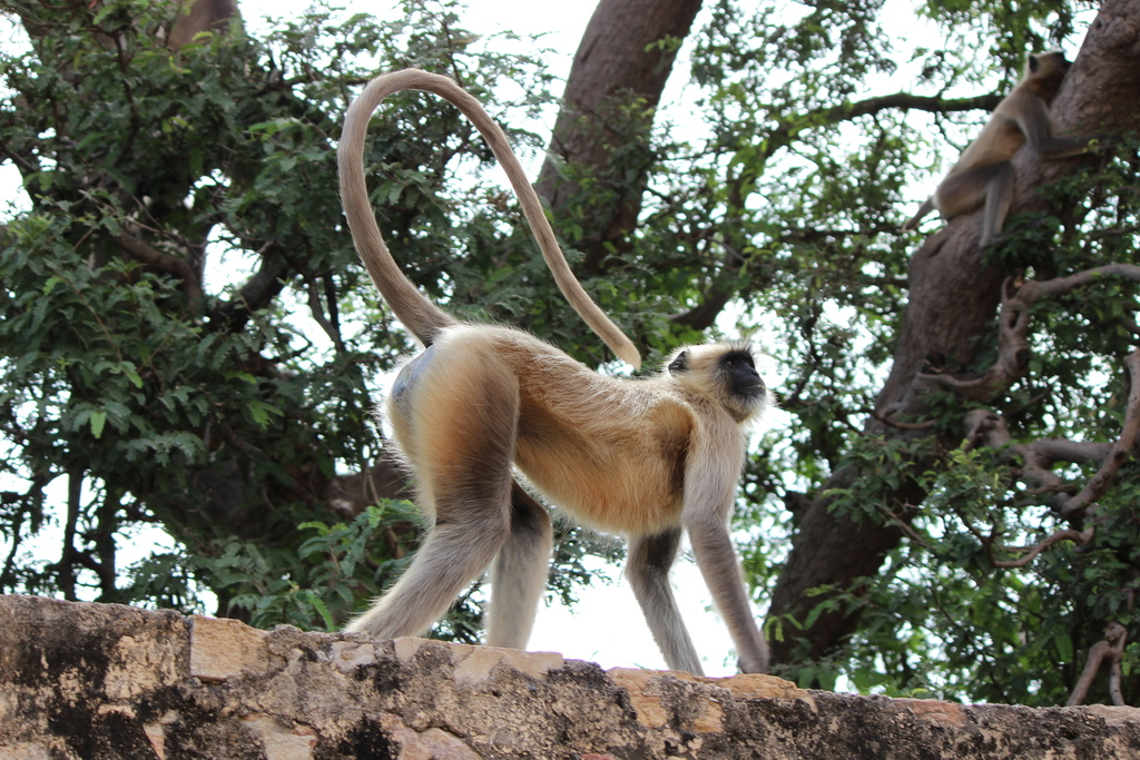 Bengal Sacred Langur (Semnopithecus entellus) - Know Your Mammals