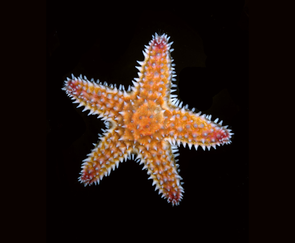 Northeastern Pacific Sea Star on April 05, 2017 at 03:09 PM by MacKenna ...