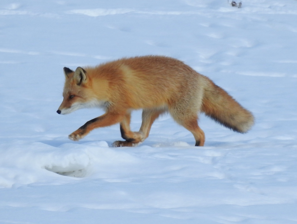 Ezo Red Fox (Vulpes vulpes schrencki) - Know Your Mammals