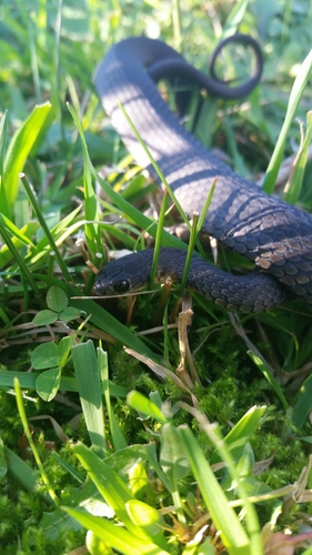Short-nosed Snake (Elapognathus minor) - Snakes and Lizards