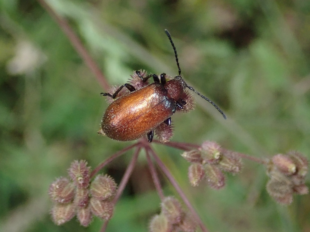 honeybrown beetle from Belgrave Heights VIC 3160, Australia on February ...