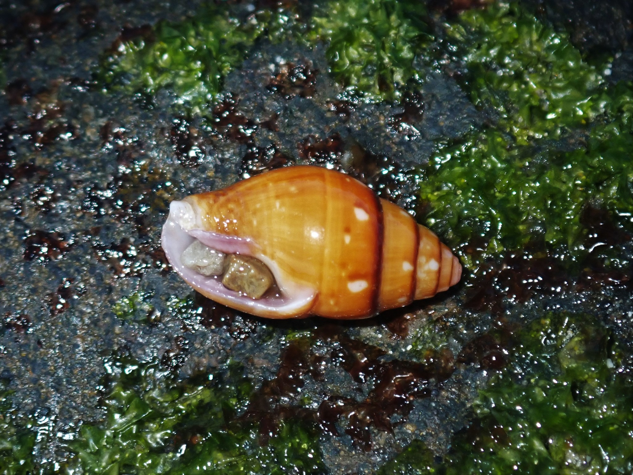 Pyrene flava (Bruguière, 1789)