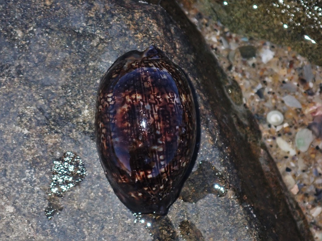 Arabian Cowry from Woody Head NSW 2466, Australia on June 04, 2021 at ...