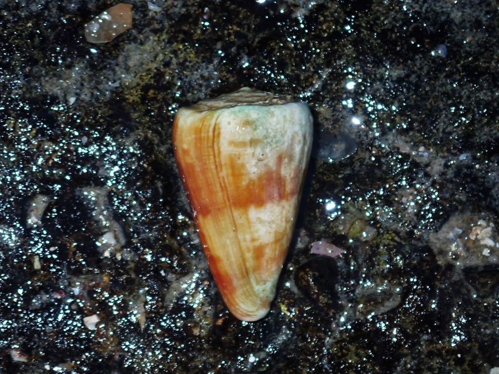 Lischke's Cone from Woody Head NSW 2466, Australia on June 04, 2021 at ...