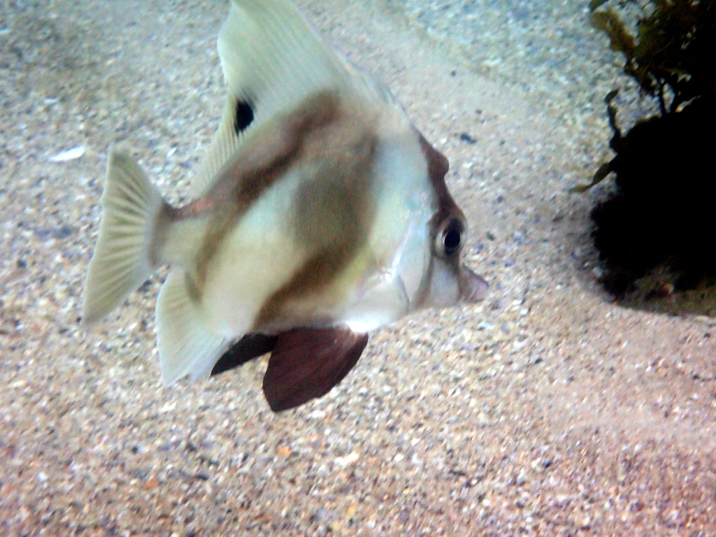 Blackspot Boarfish (Fishes of Cabbage Tree Bay Aquatic Reserve, Sydney ...