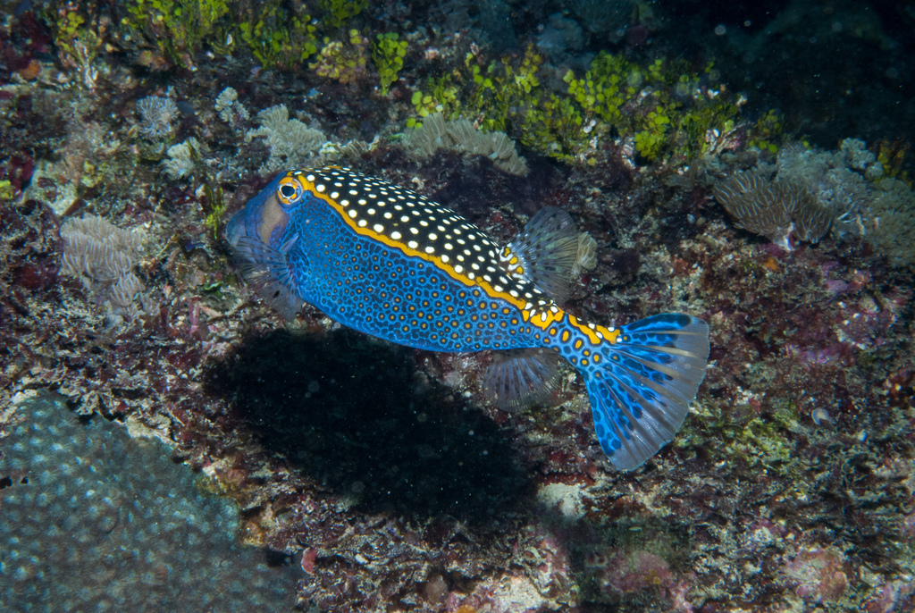 Spotted Boxfish (Ostracion meleagris) - Marine Life Identification