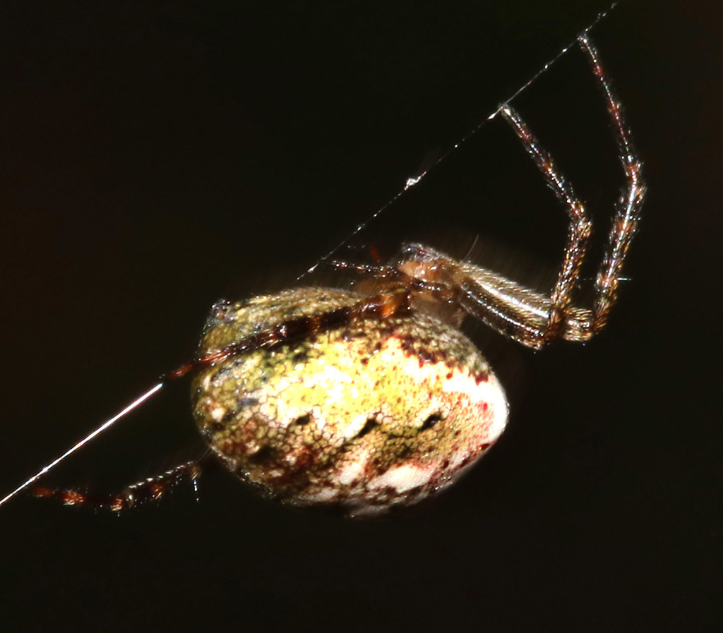 Eastern Bush Orbweaver in April 2017 by Julie Newton · iNaturalist