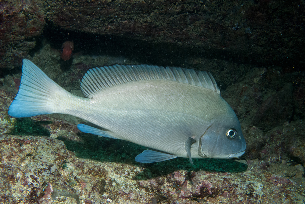 Painted Sweetlips (Diagramma pictum) - Marine Life Identification