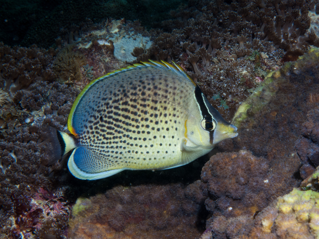 Spotted Butterflyfish (Chaetodon guttatissimus) - Marine Life ...