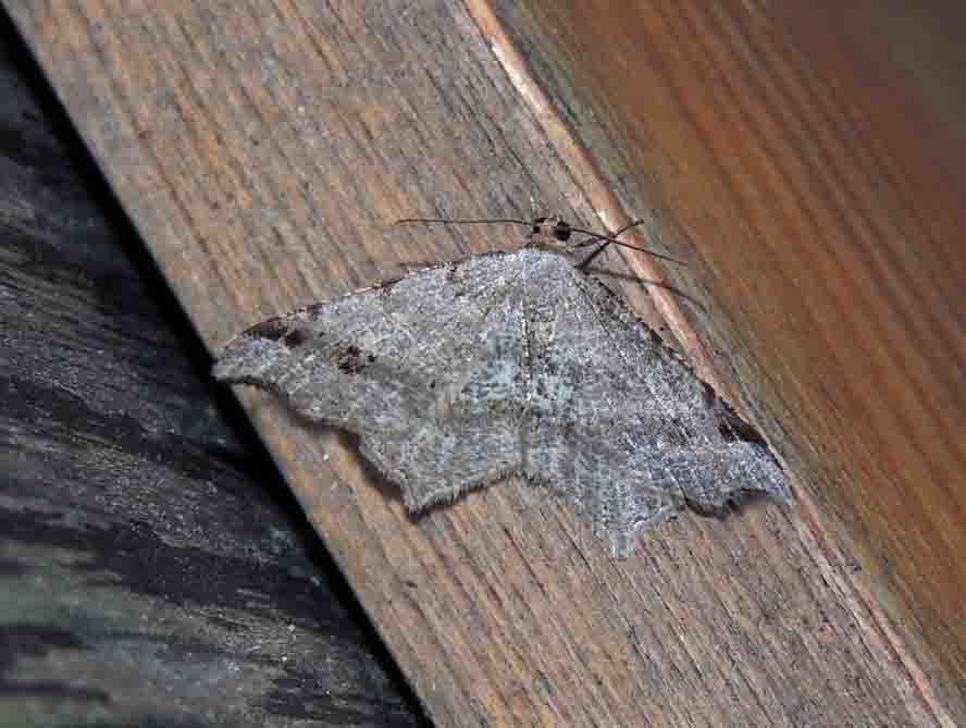 Sharp-angled Peacock Moth from Provincia di Pavia, Italia on May 31 ...