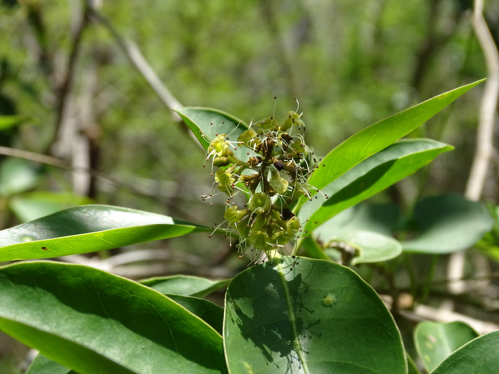 Guapira costaricana from Hopelchén, Camp., México on April 26, 2021 at ...