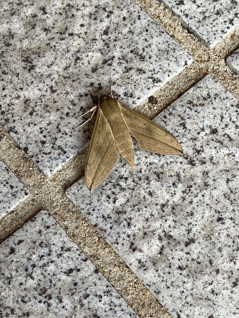 Brown-Banded Hunter Hawkmoth from The Chinese University of Hong Kong ...